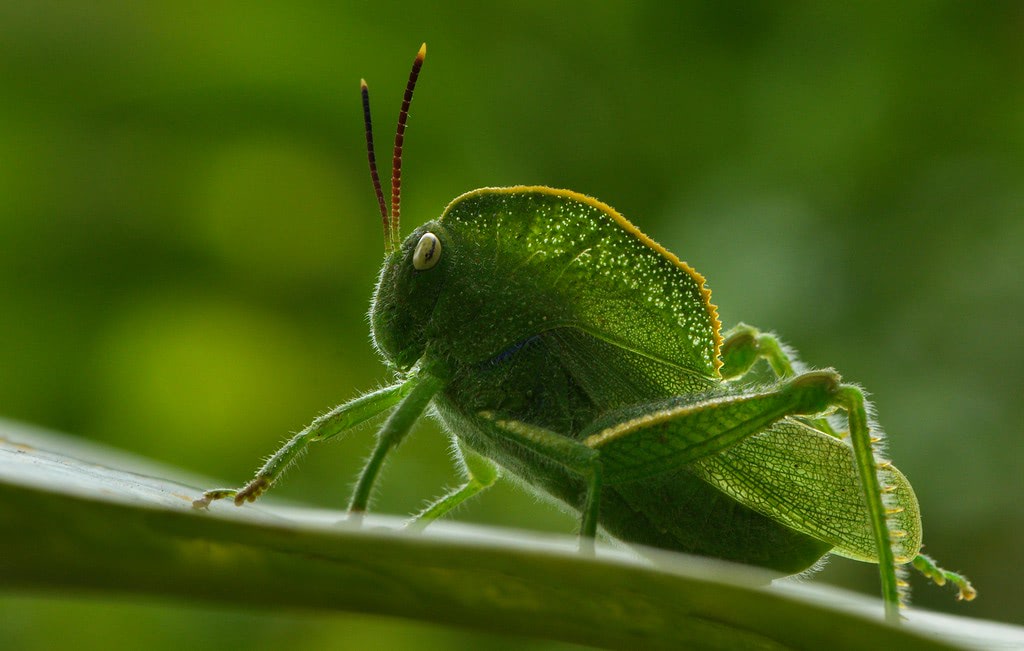 Hooded Grasshopper | FramesOfNature