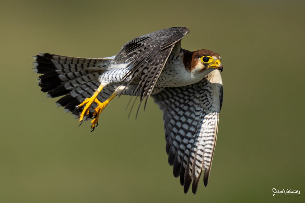 Tryst with the Red necked falcon | FramesOfNature